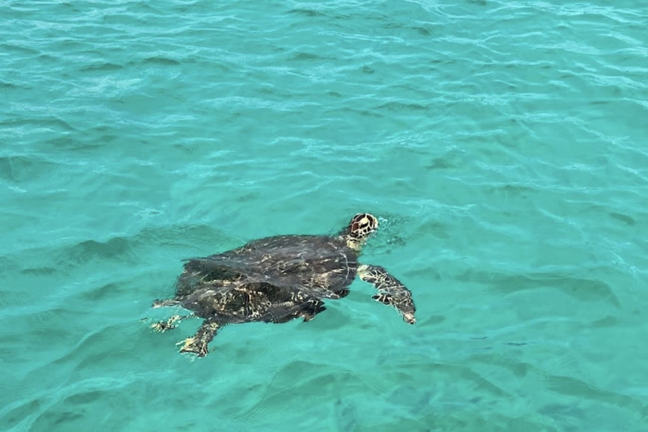 Discover Crab Island Destin Florida | Private Pontoon Boat Charter ...